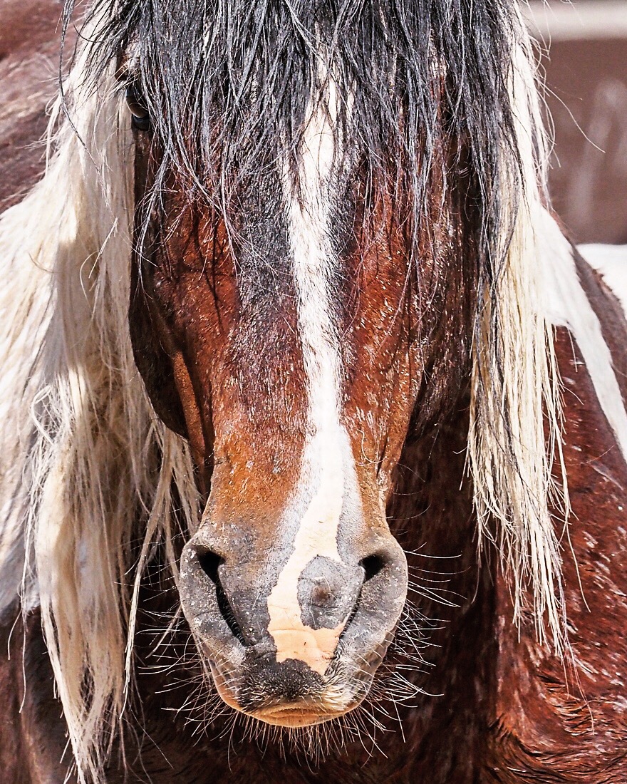 The Race to Document America's Disappearing Wild Horses