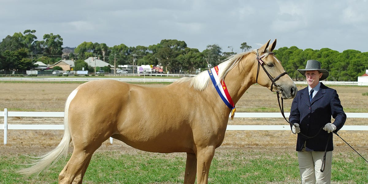 Why Forever Homes Don't Exist: A Horse Breeder's Hard Truth